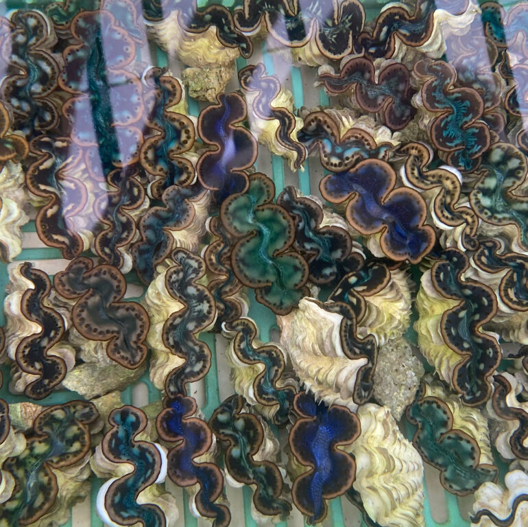 Sustainable Breeding & Top Quality Tridacna Clams – Green Tech Egypt