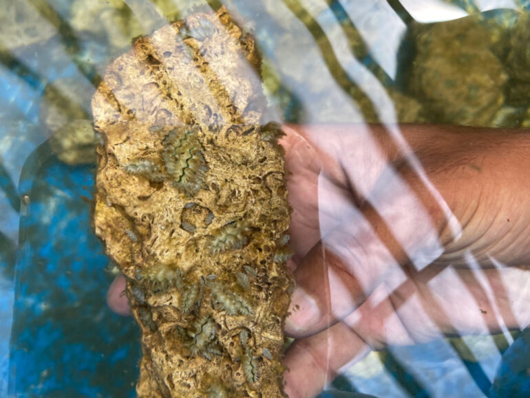 Sustainable Breeding & Top Quality Tridacna Clams – Green Tech Egypt